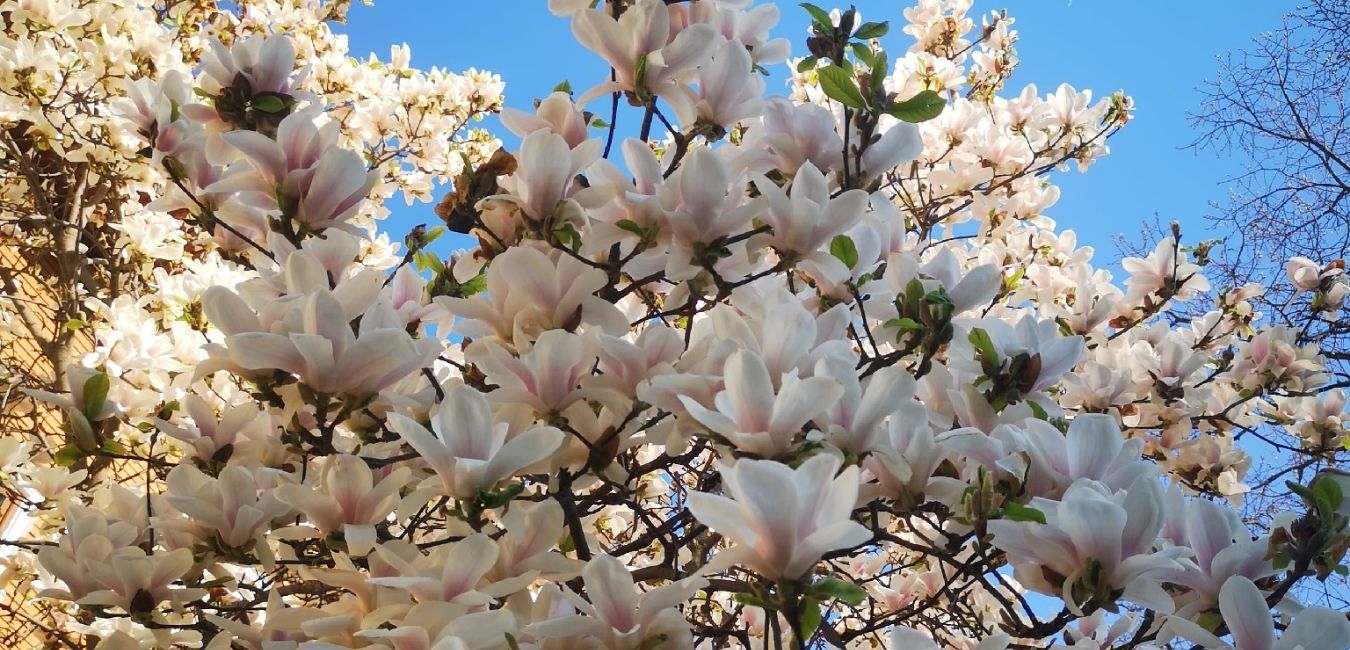 Magnolias Map of Bucharest - Valahia.News