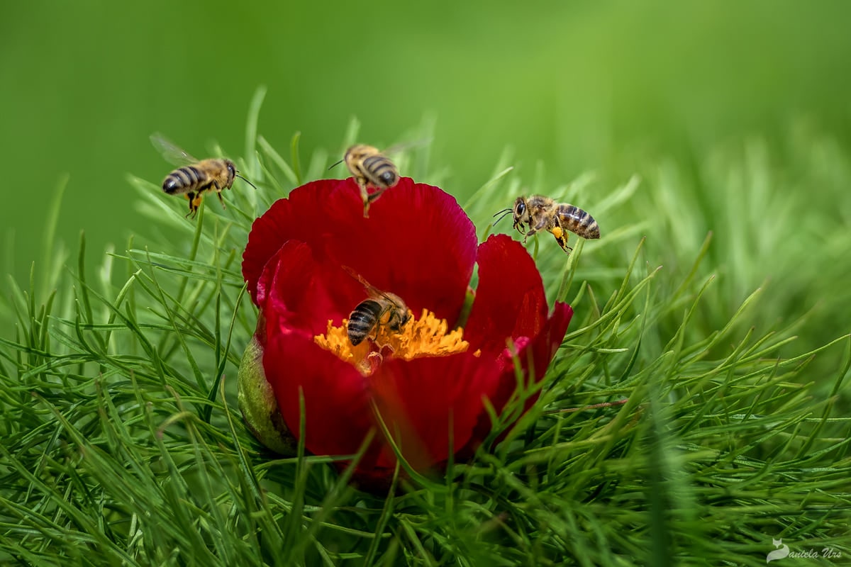 Peony Became the National Floral Symbol of Romania following Students ...