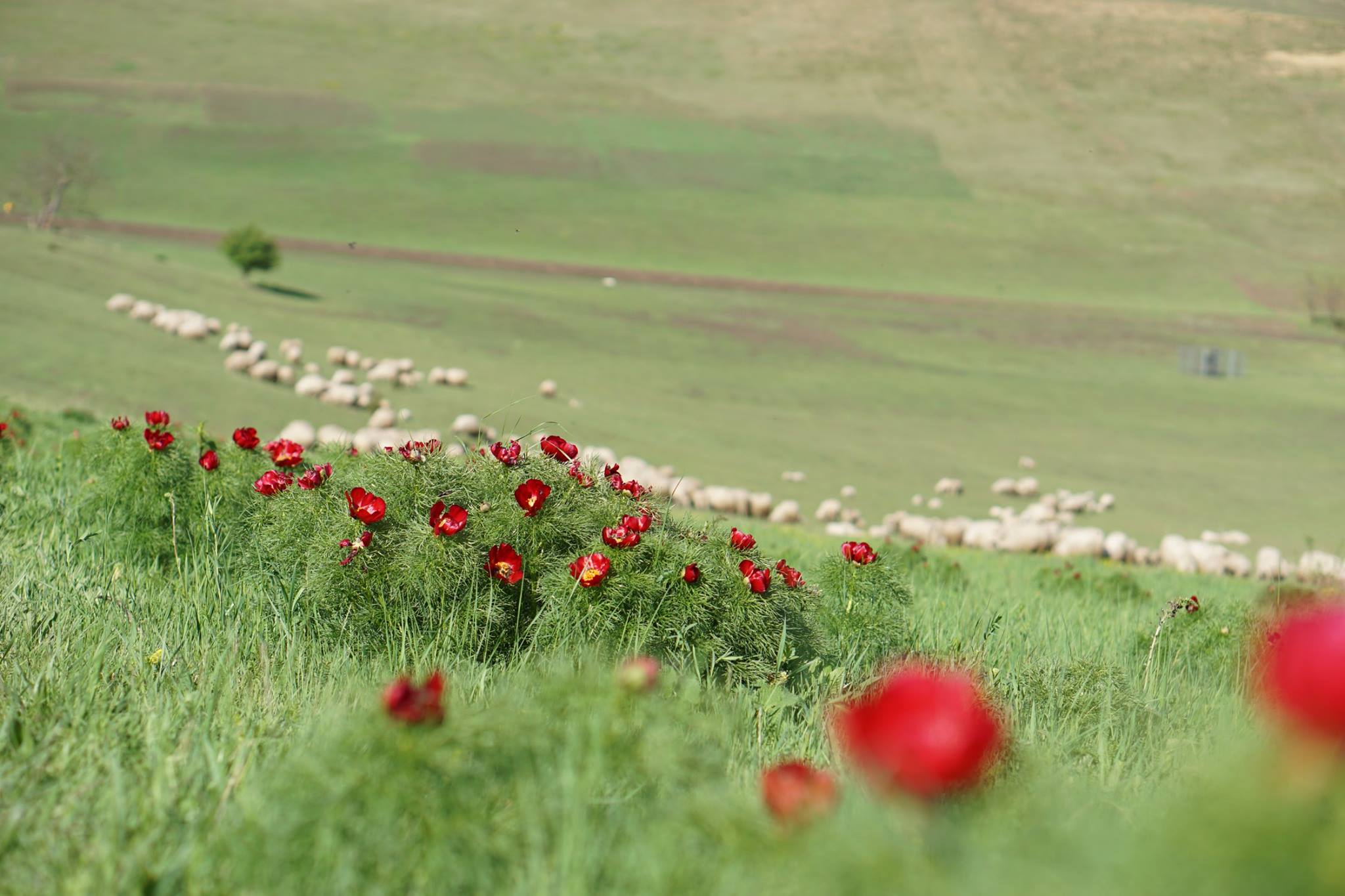 Peony Became the National Floral Symbol of Romania following Students ...