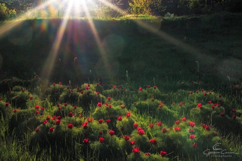 Peony Became the National Floral Symbol of Romania following Students ...