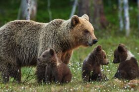 Romanian Mythology: Exploring the Rich Tapestry of Romanian Folklore ...