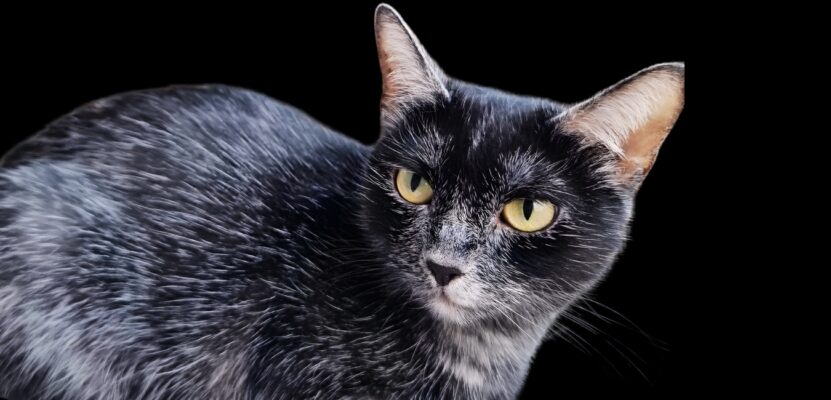 Transylvanian Breed Cat: Everything You Need To Know About Count ...